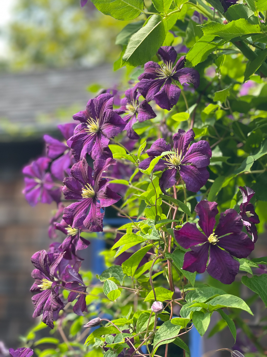 Detail from the garden at The Madoo Conservancy. Photograph courtesy ...