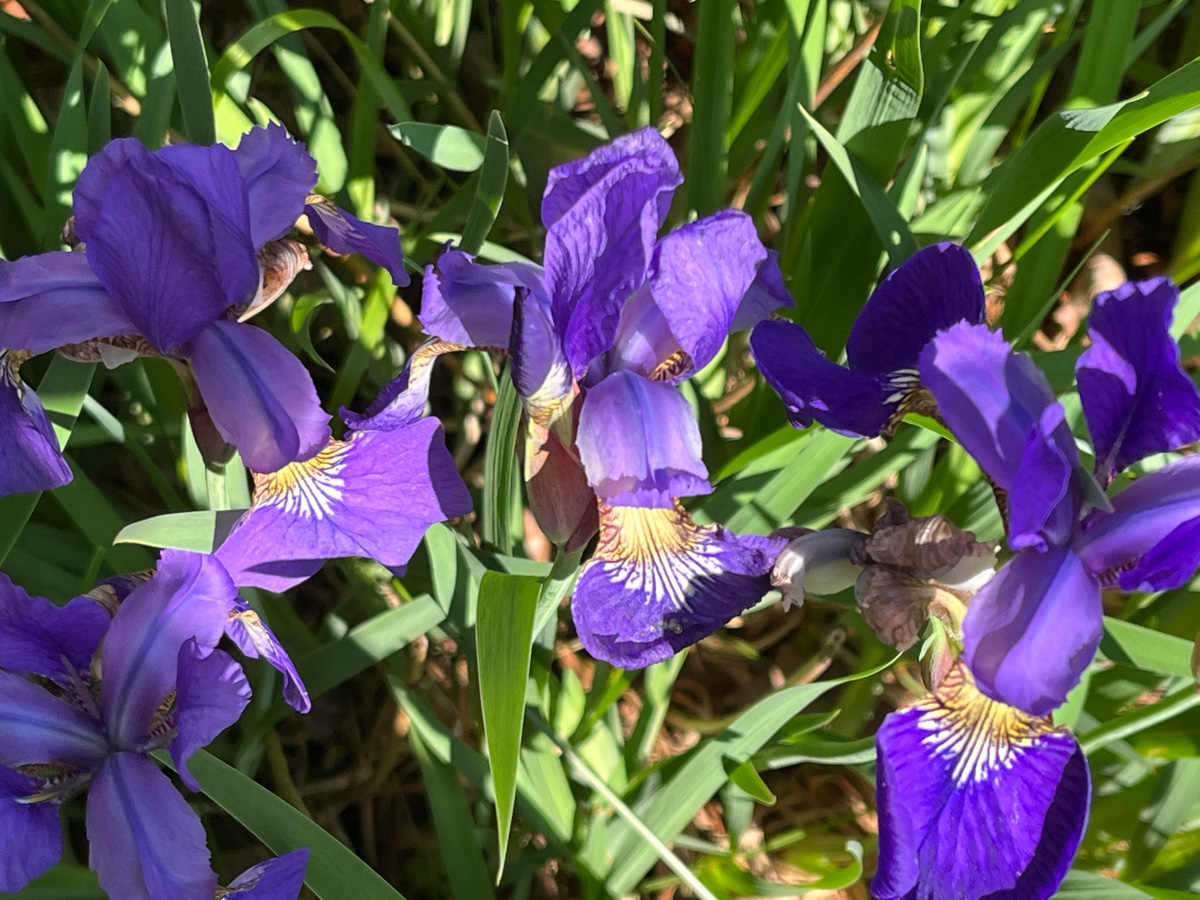Heirloom Irises in Spring at the Burchfield Homestead. Courtesy of The ...