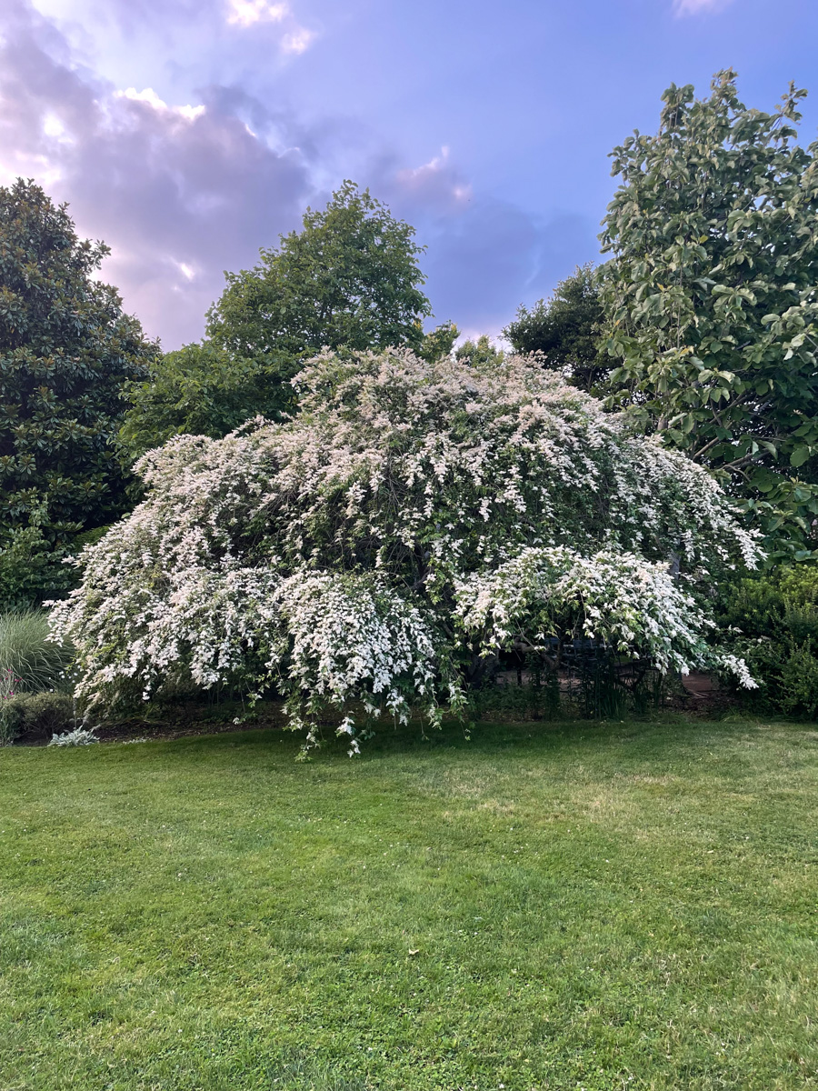 The garden at The Madoo Conservancy. Photograph courtesy The Madoo ...
